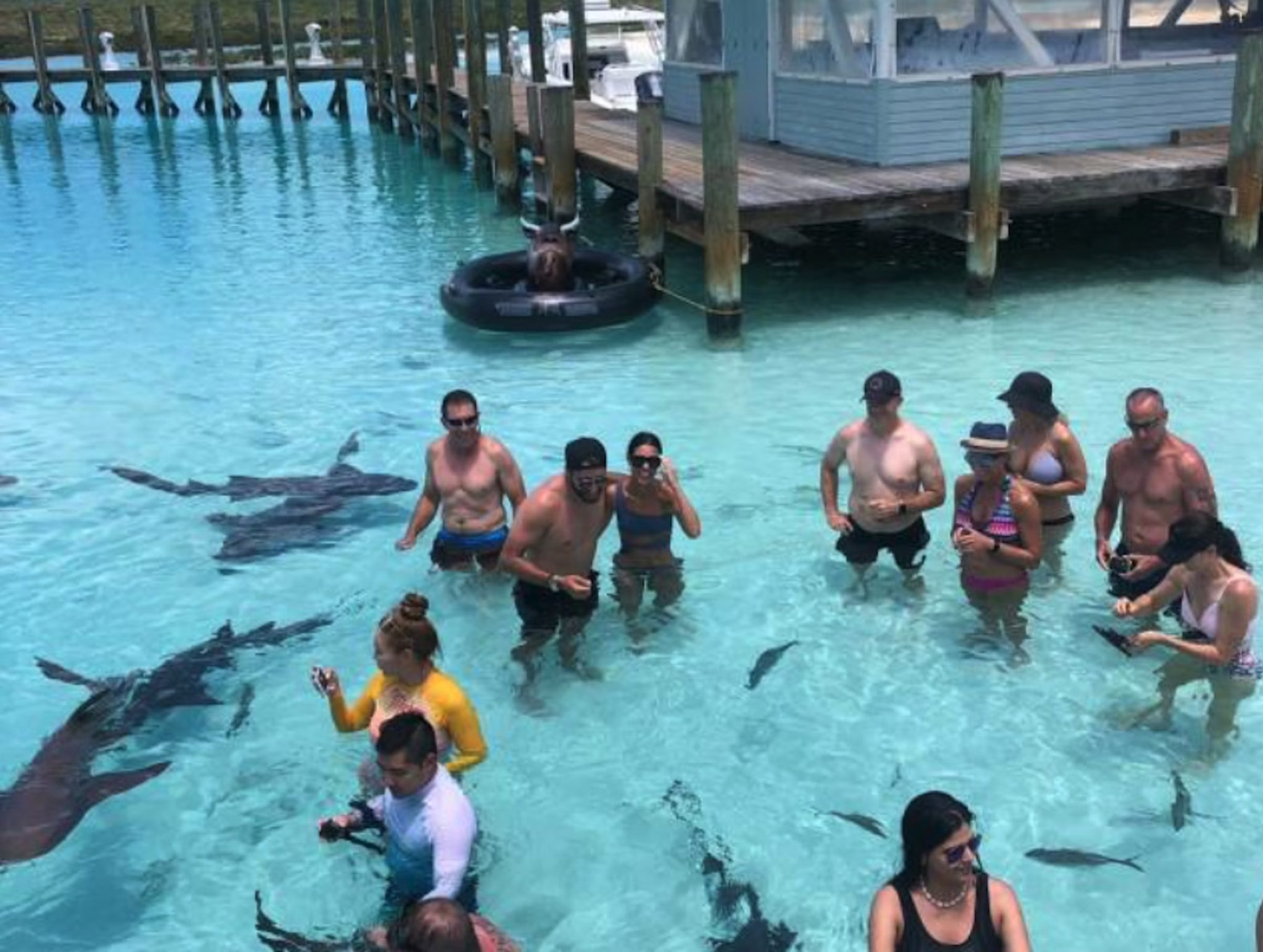 Discover How to Swim with Sharks in The Bahamas on Our Boat Rental Trip!
